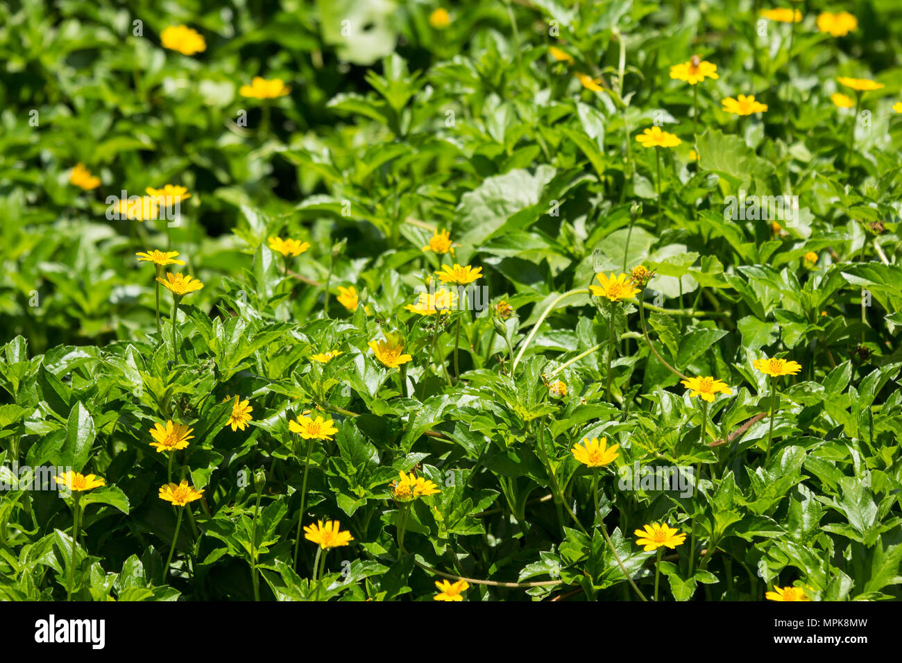 Closeup Small Yellow Singapore daisy flower Stock Photo - Alamy