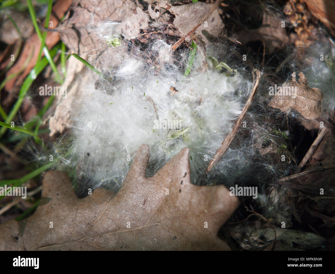 white catkin blossom spring fluff floor cotton wisp close up texture ...