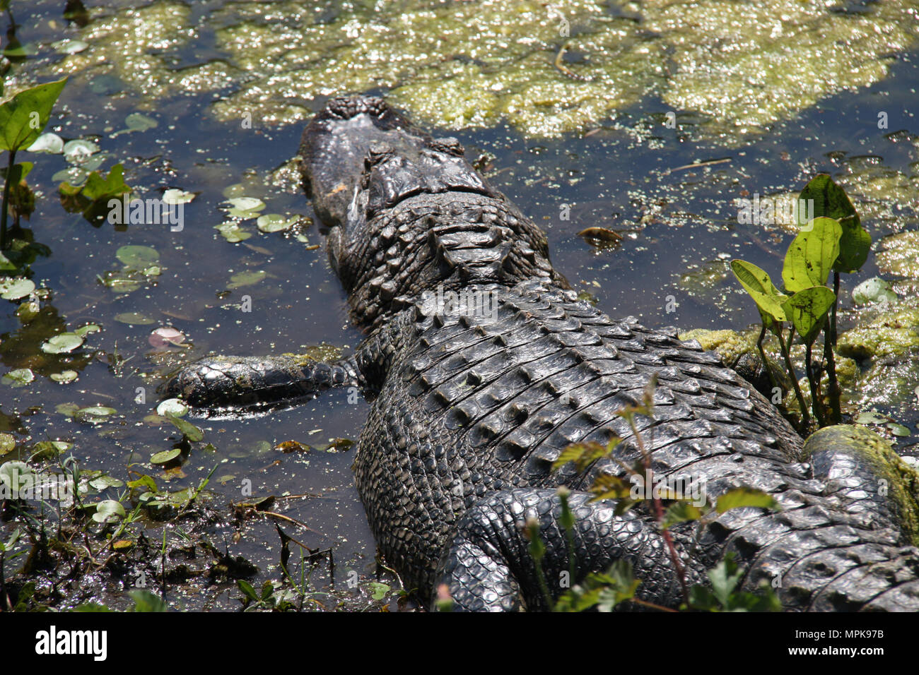 Swamp new orleans hi-res stock photography and images - Alamy