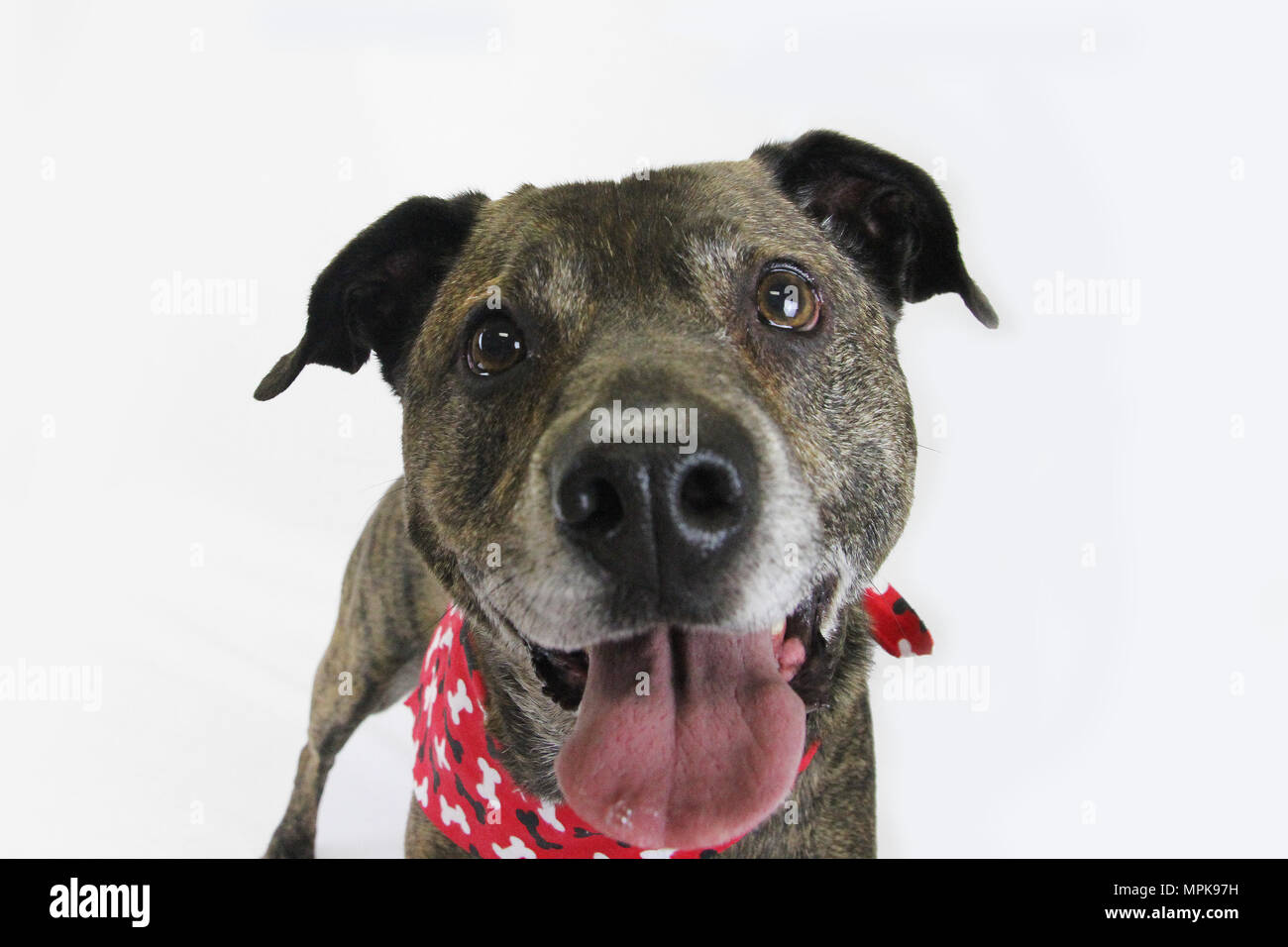 Brown dog in studio, isolated on white background, happy smiling tongue ...