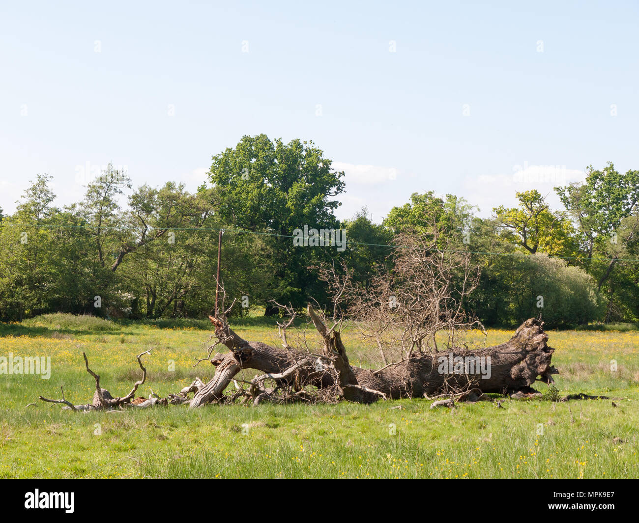 fallen tree in field spring day blue sky green grass trees close up ...