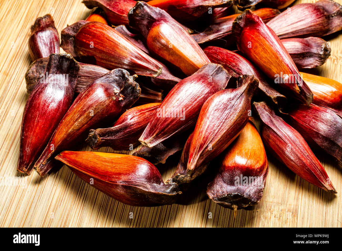 Araucaria nuts, known in Brazil as Pinhao, an edible seed of Araucaria ...