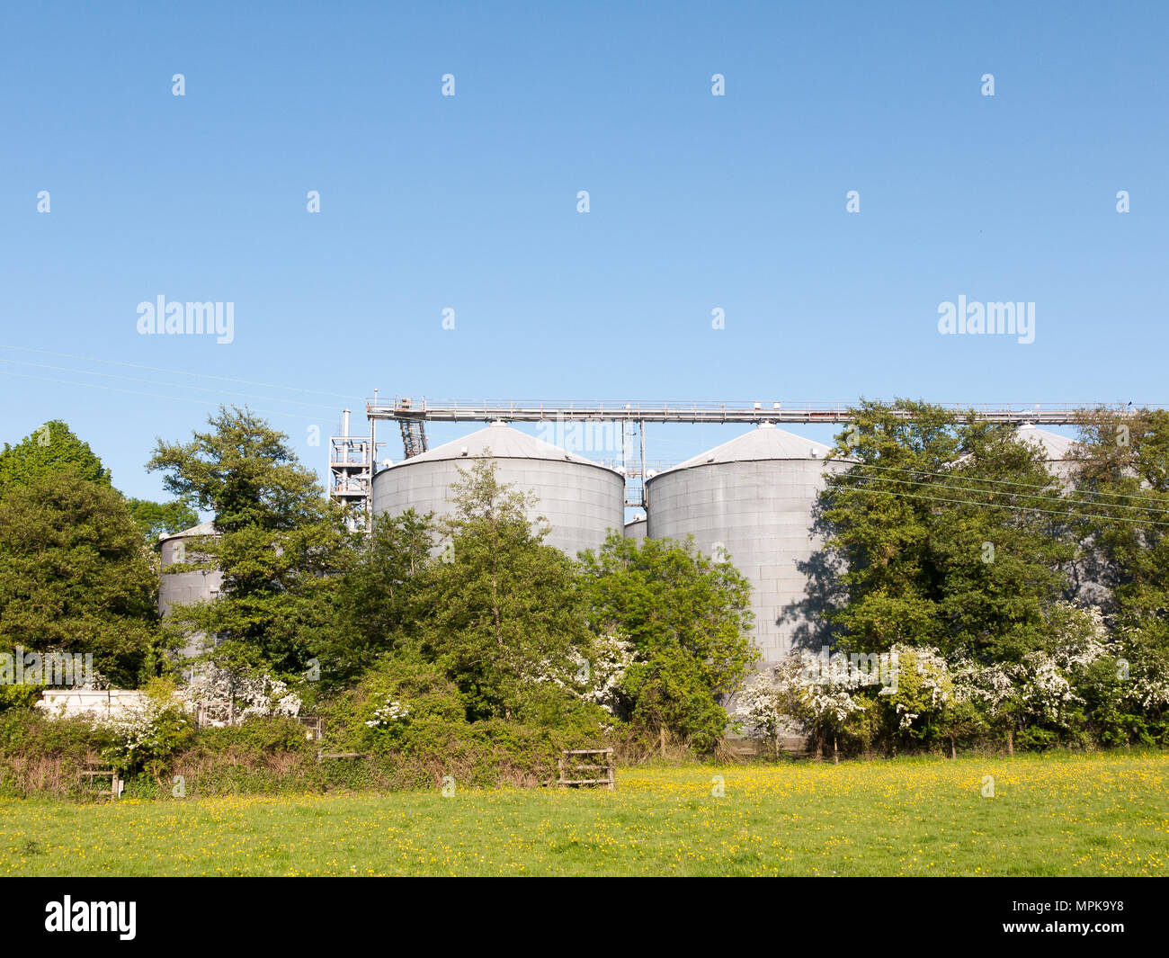 close up portrait and black and white dairy cow in farm field spring ...