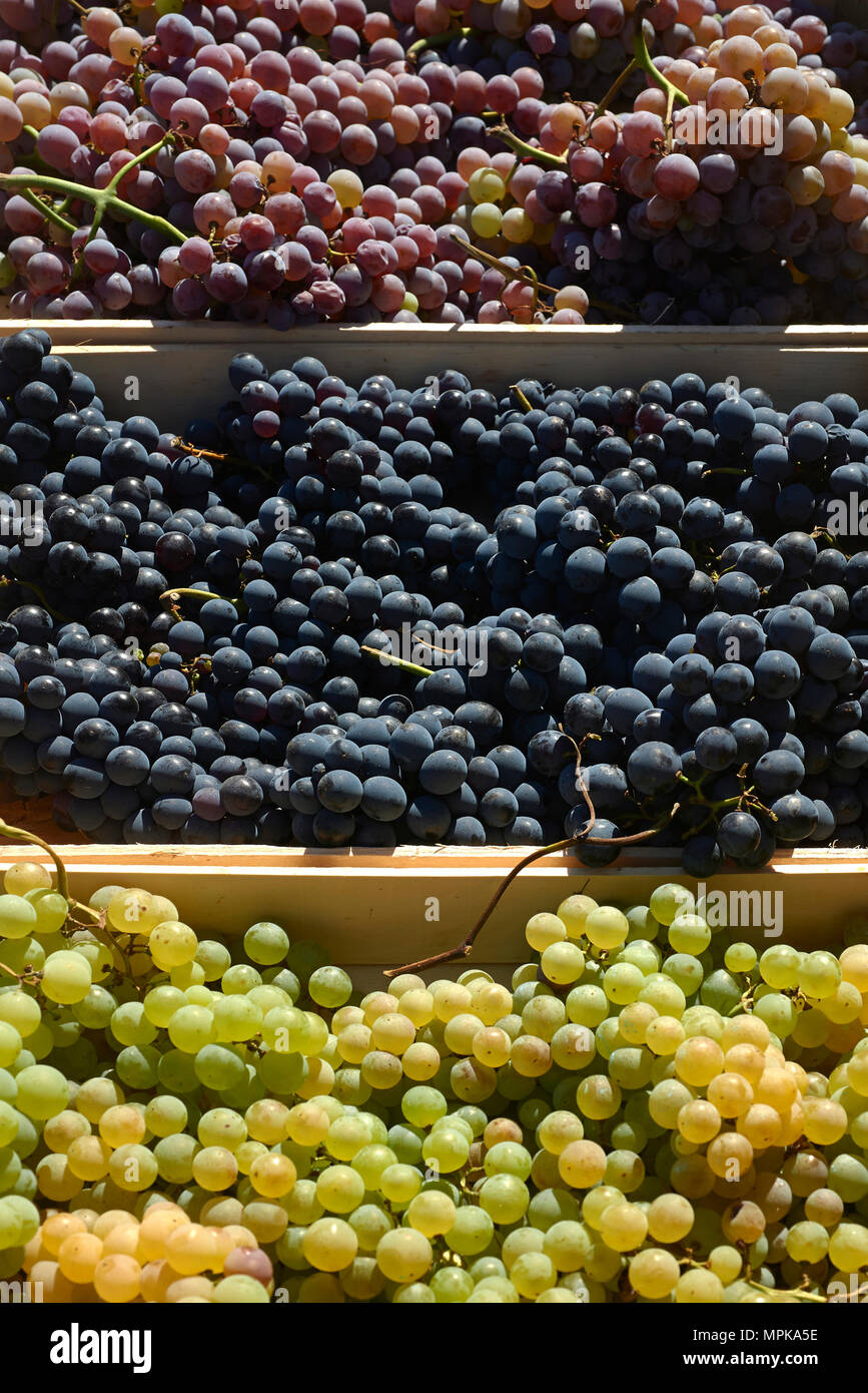 Crates of grapes hi-res stock photography and images - Alamy