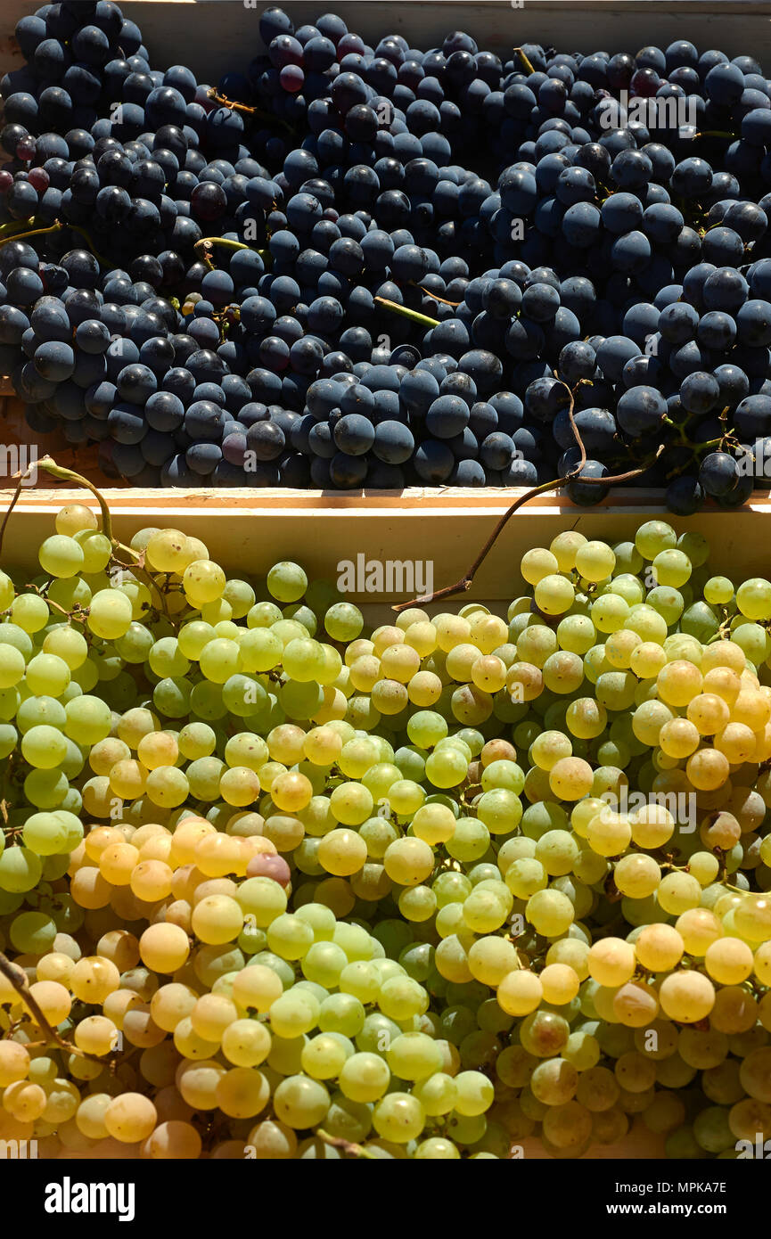 two crates of grapes Stock Photo - Alamy