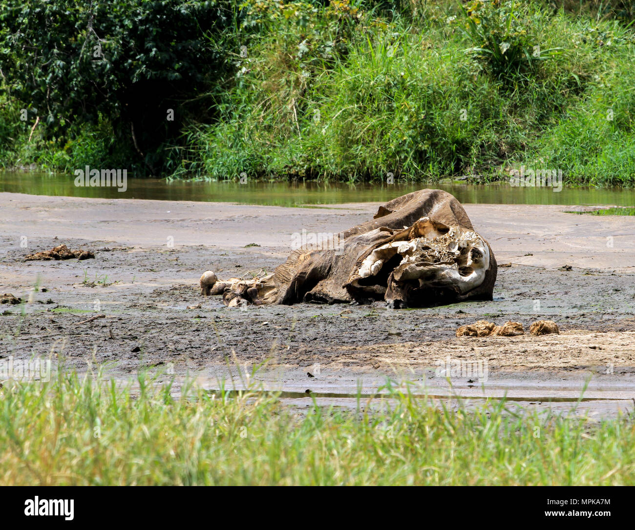 Elephant Carcass- Loxodonta africana in a dry riverbed in Tanzania ...