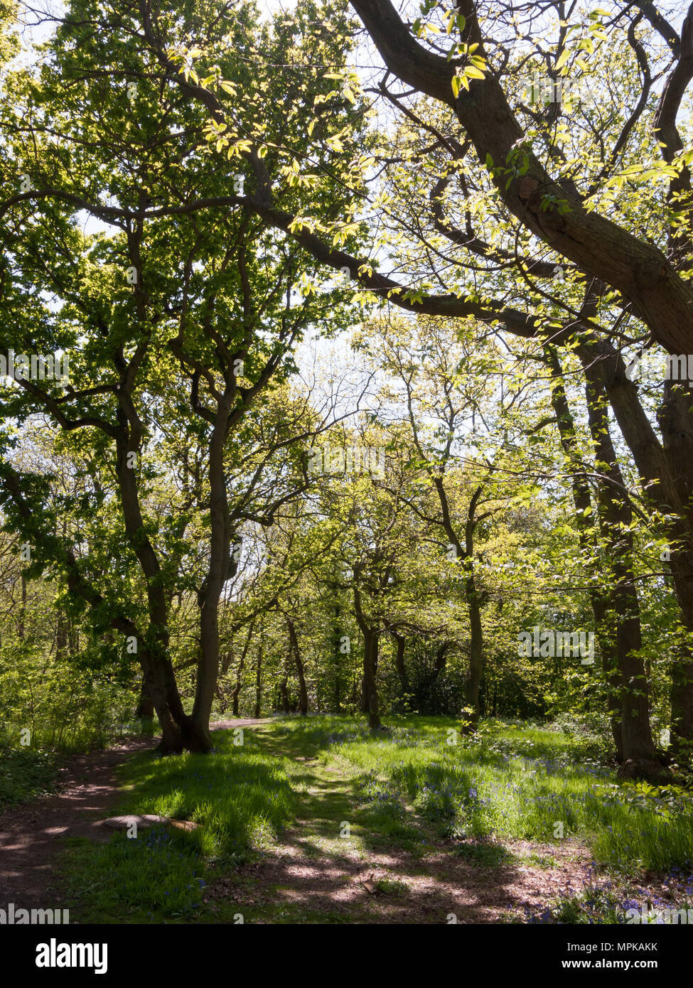 spring woodland grove canopy green trees new fresh growth background ...