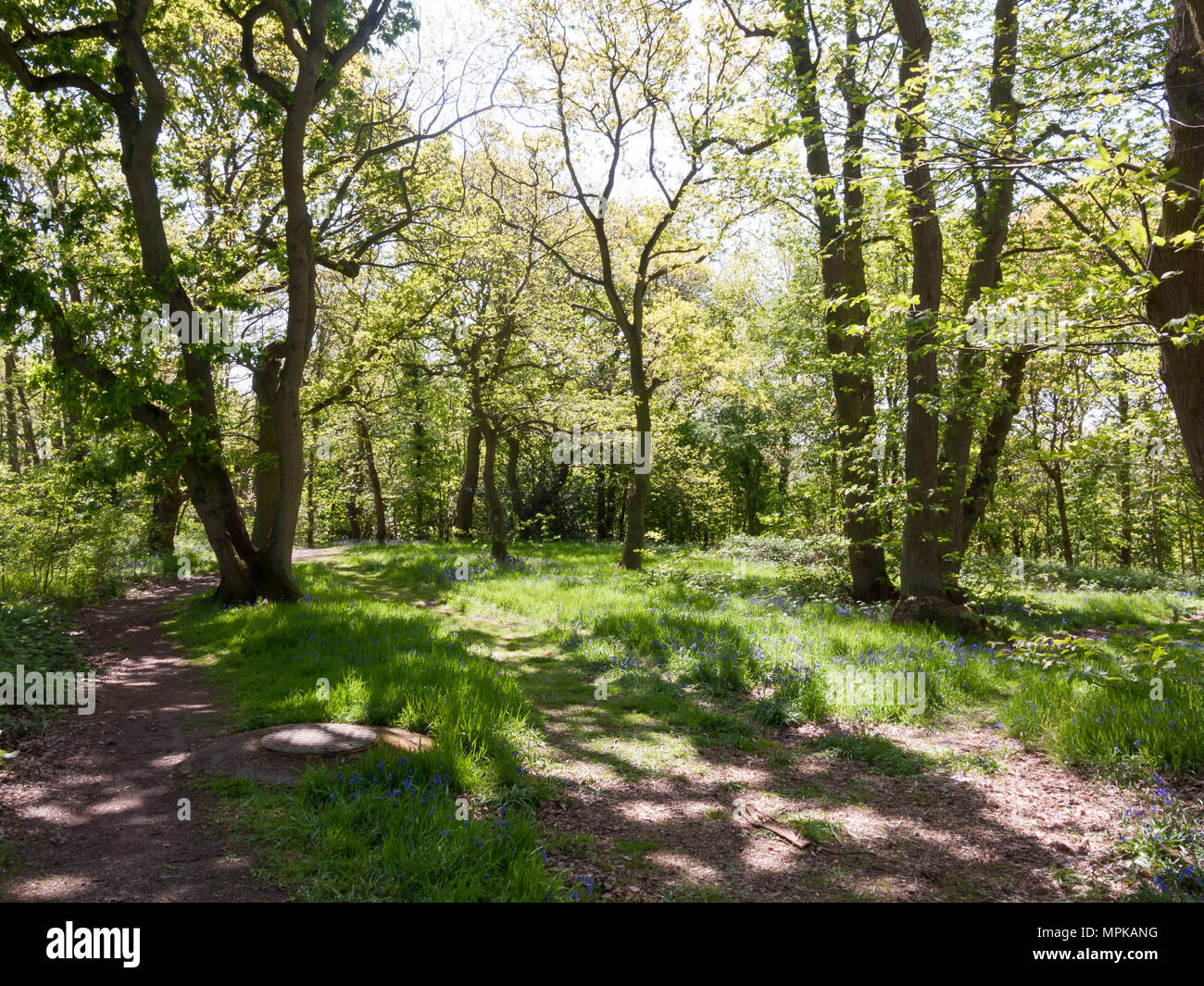 spring woodland grove canopy green trees new fresh growth background ...