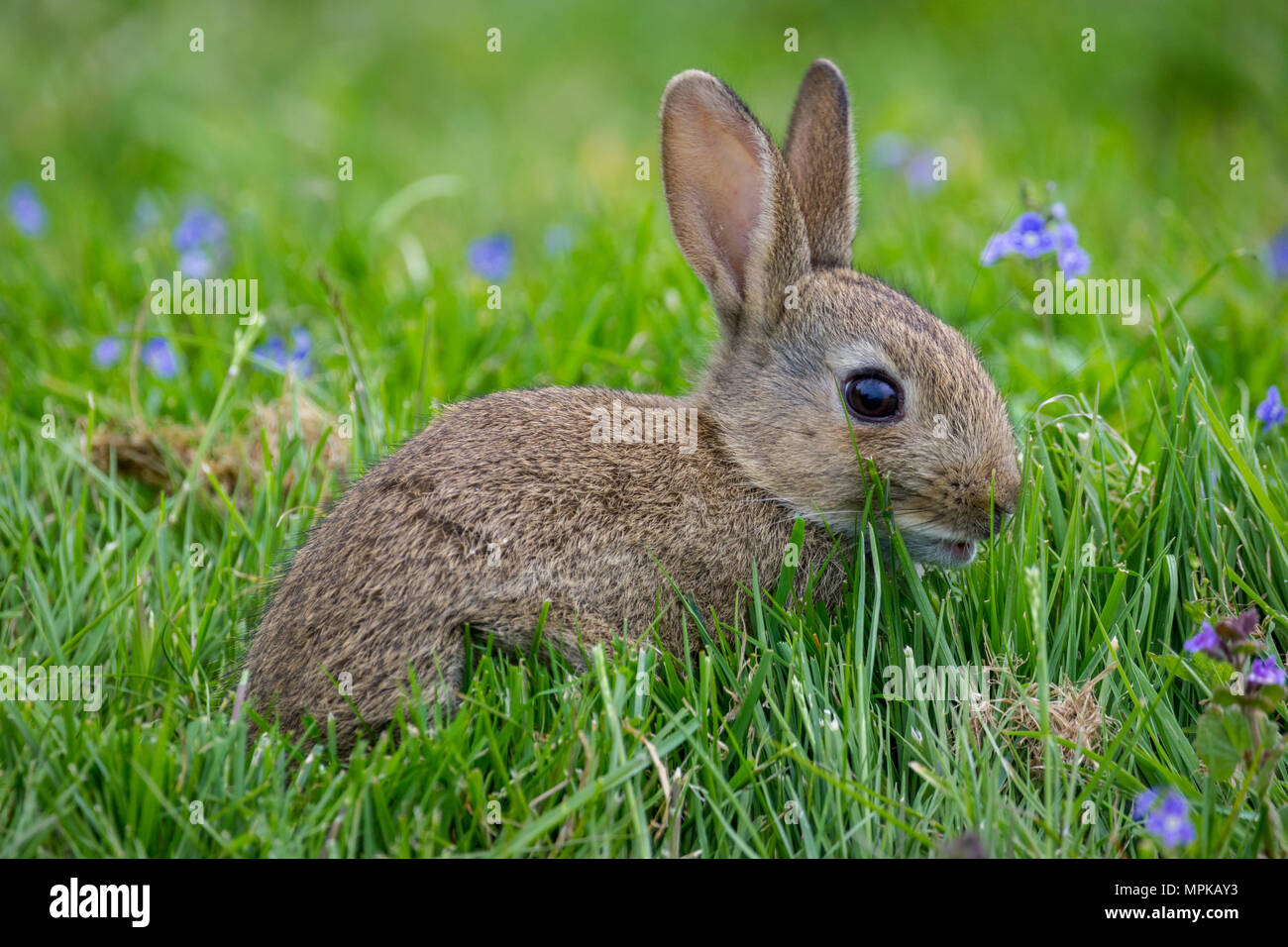 Wild Rabbits in the English countrside Stock Photo - Alamy