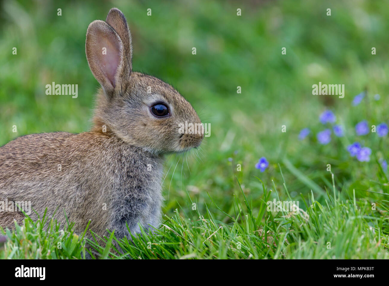 Wild Rabbits in the English countrside Stock Photo - Alamy