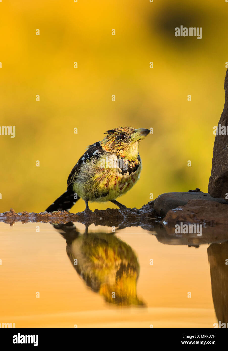 Crested Barbet drinking from a pool with reflection Stock Photo - Alamy