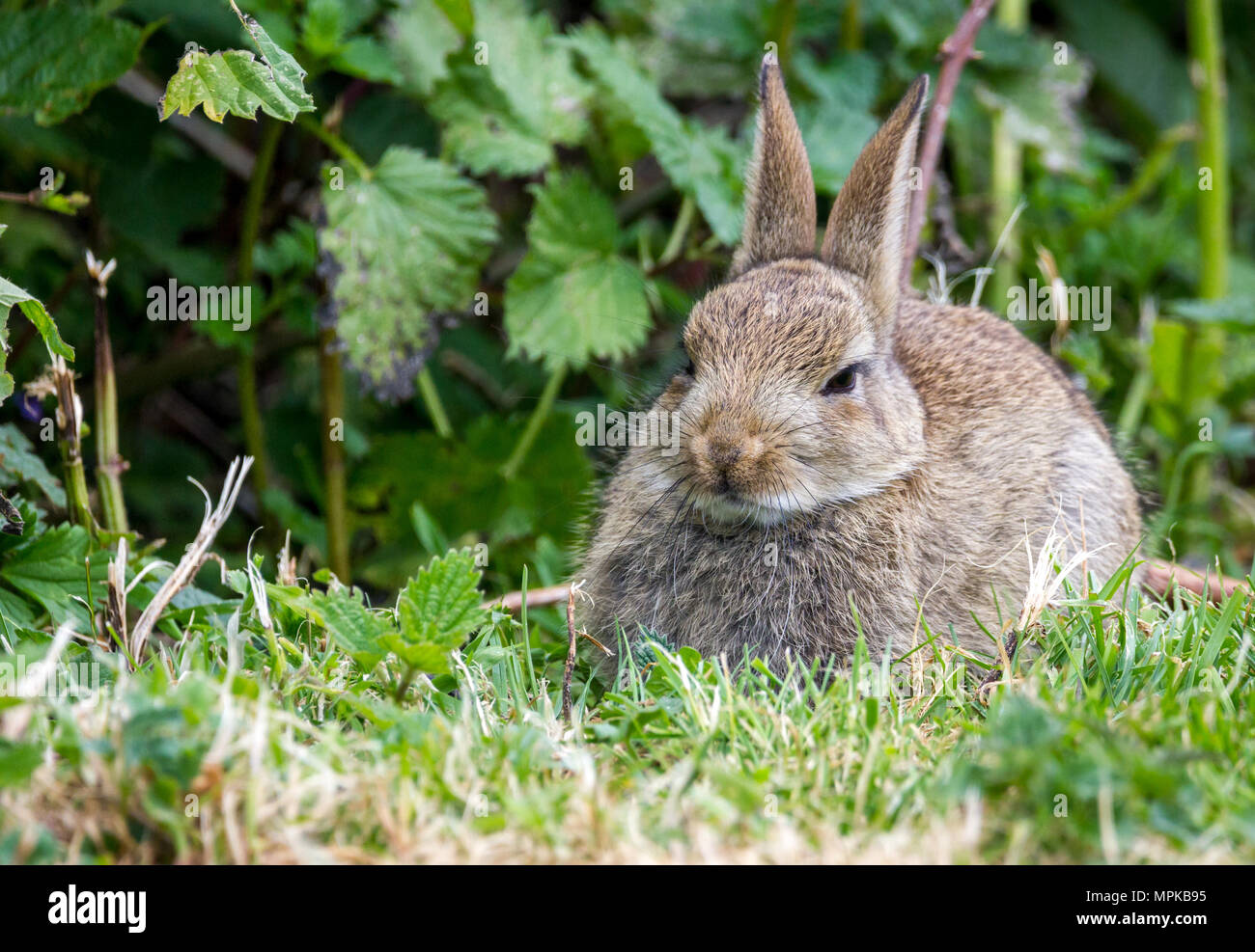 White rabbits in fields hi-res stock photography and images - Alamy