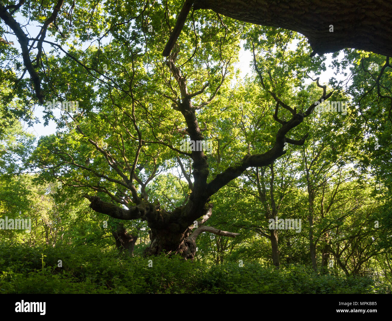large oak tree trunk side view inside forest canopy overheard ...