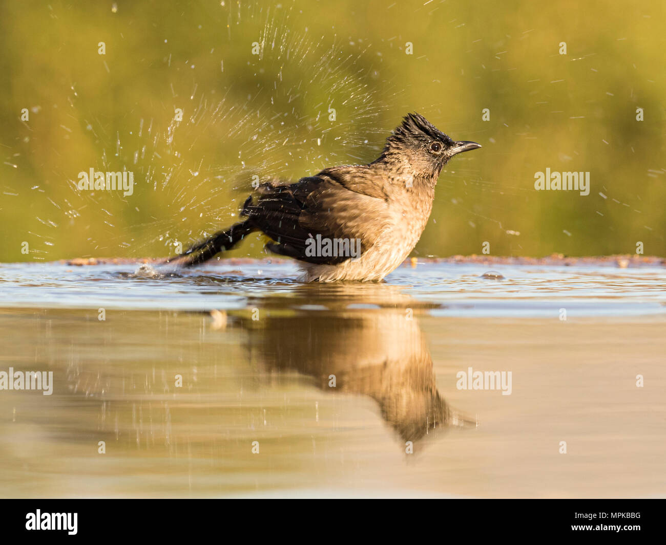 Dark capped bulbul south africa hi-res stock photography and images - Alamy