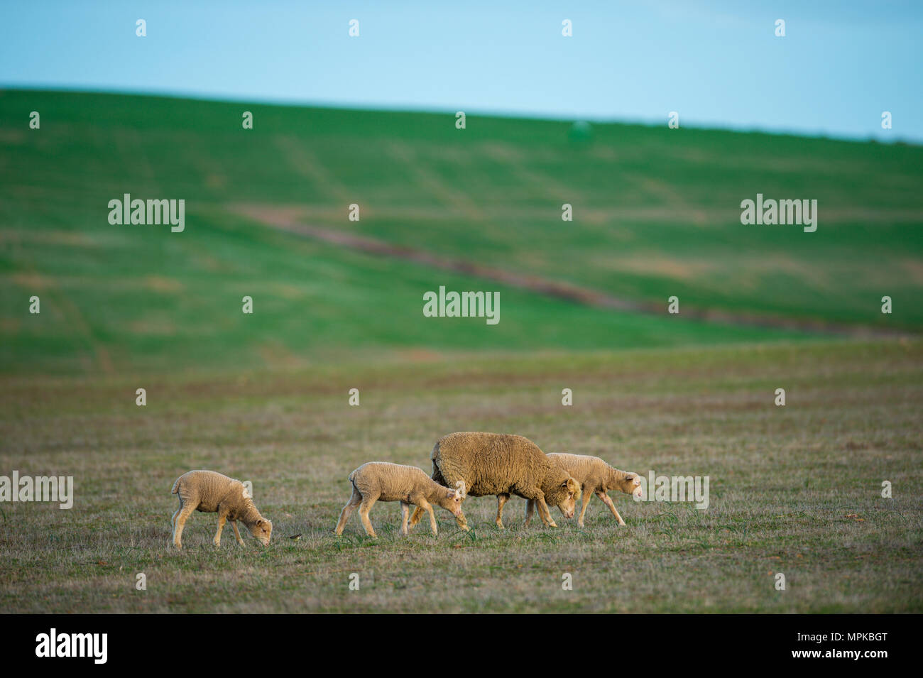A typical farm in the Western Cape, South Africa Stock Photo - Alamy
