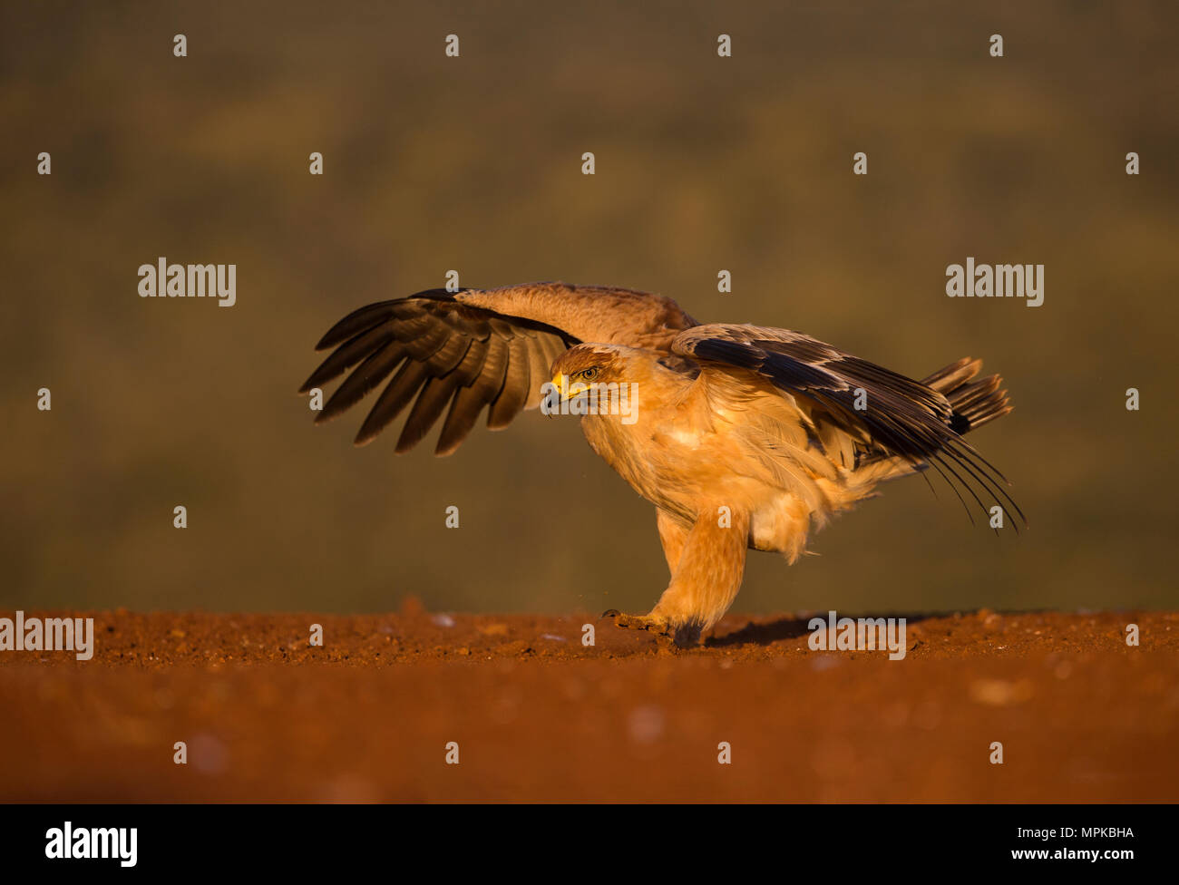 Eagle is running hi-res stock photography and images - Alamy