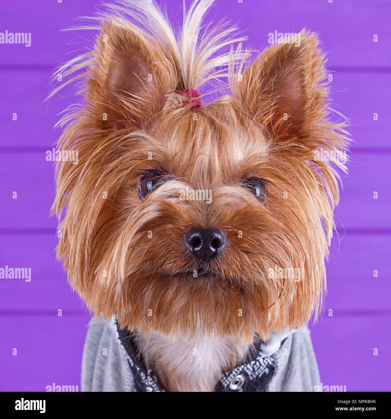 Yorkshire Funny Photos Images Yorkshire Sayings