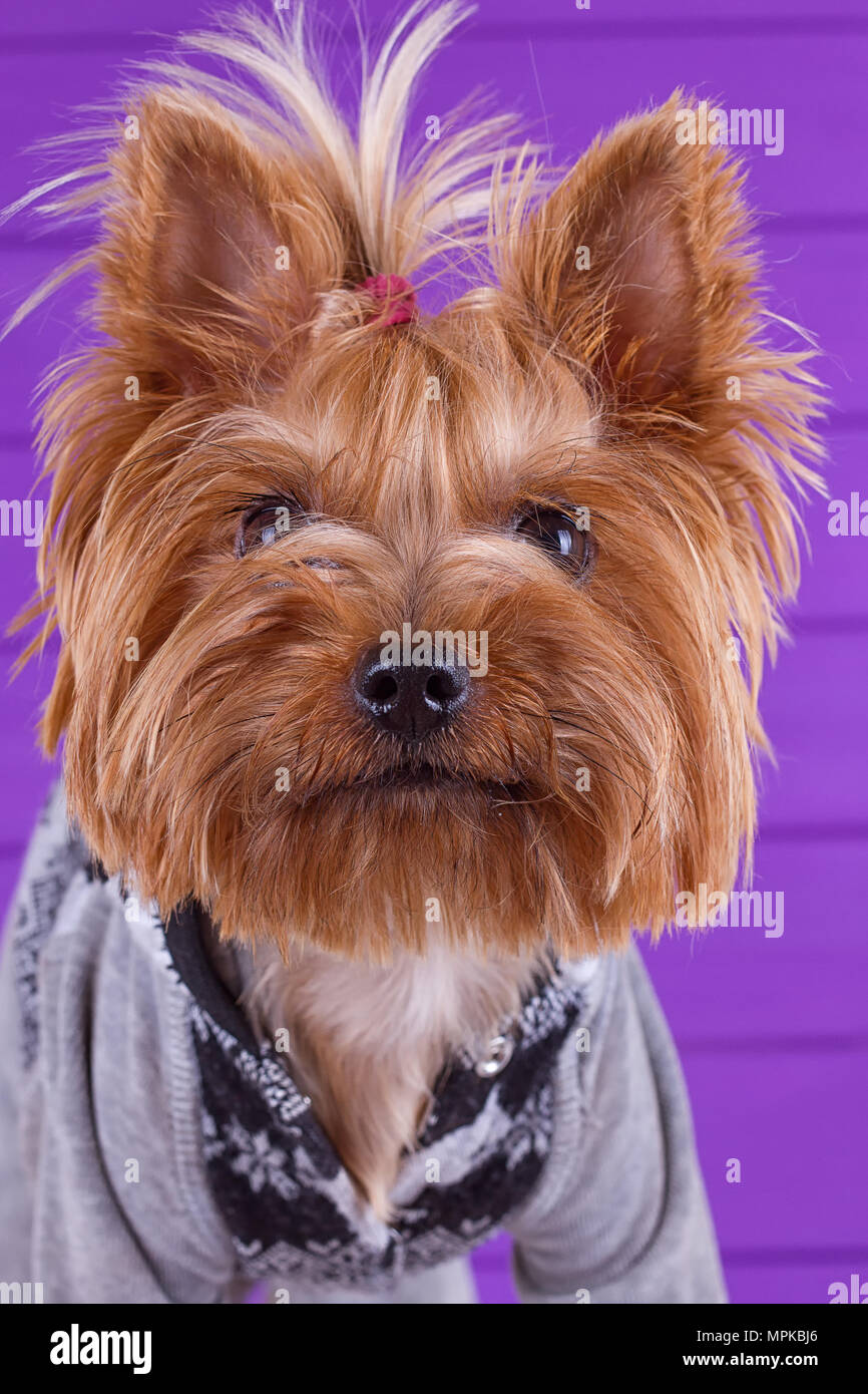 Funny Yorkshire Terrier in overall staying on purple background Stock ...