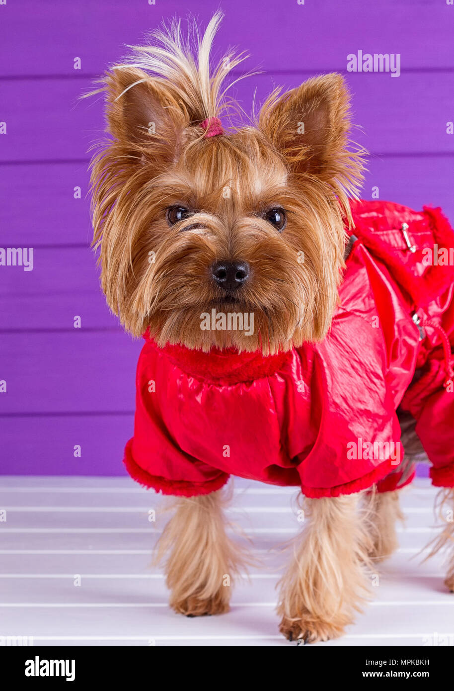 One Yorkshire Terrier in red overalls with pet diapers sits on purple ...