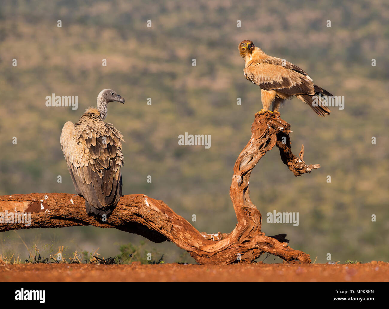 Vulture eagle hi-res stock photography and images - Alamy