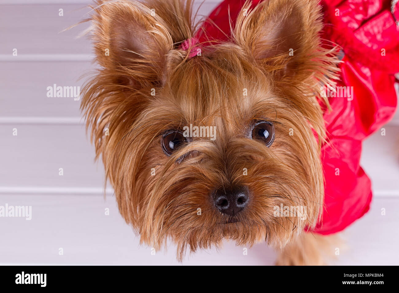 One Yorkshire Terrier in red overalls with pet diapers sits on purple ...