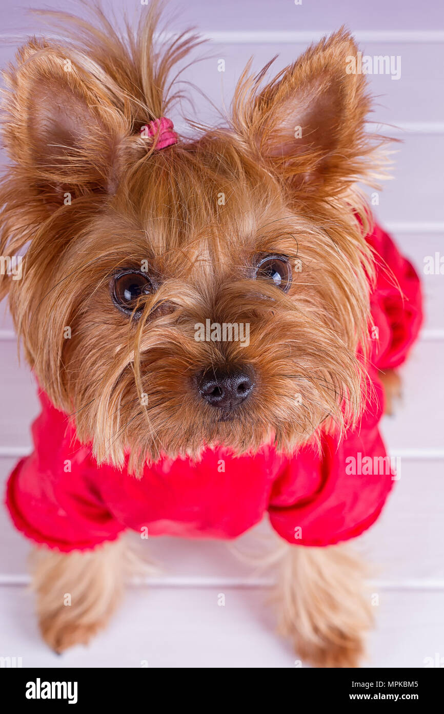 One Yorkshire Terrier in red overalls with pet diapers sits on purple ...