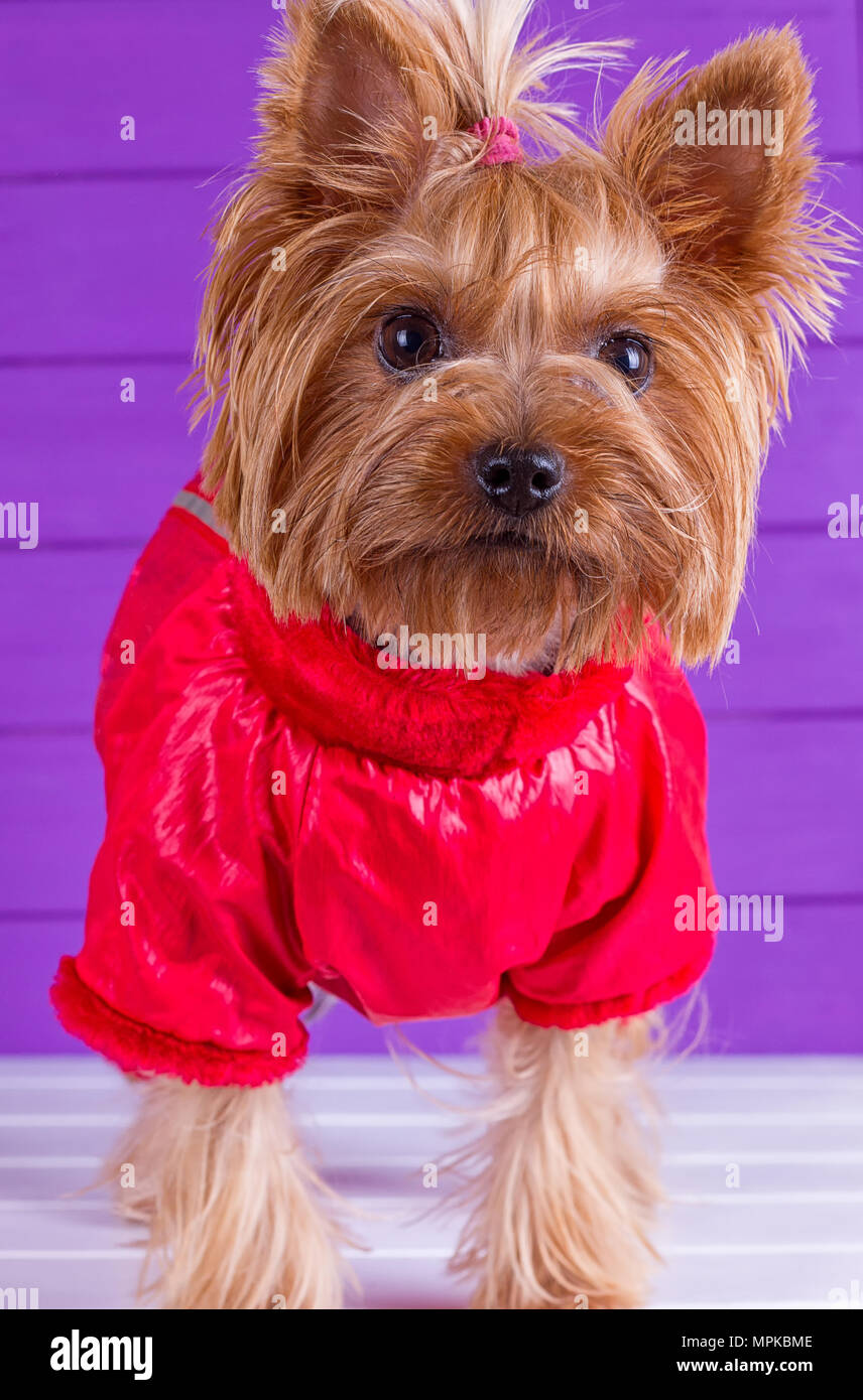 One Yorkshire Terrier in red overalls with pet diapers sits on purple ...