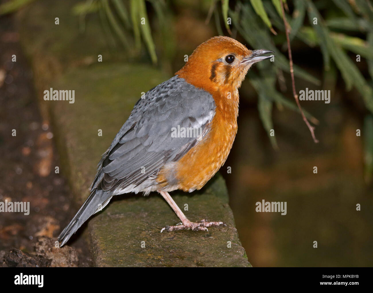 Zoothera citrina hi-res stock photography and images - Alamy