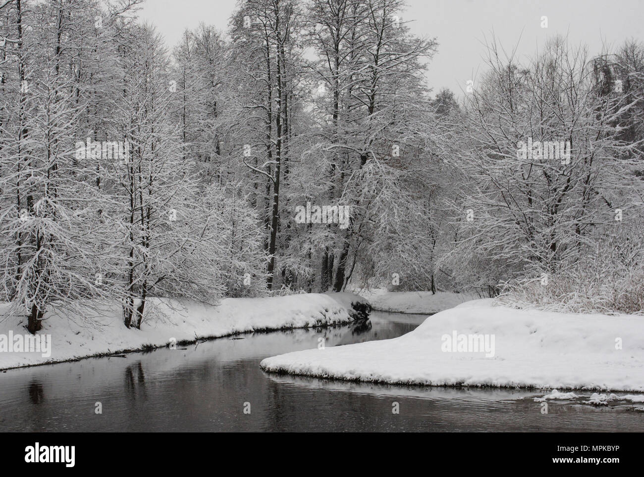 Winter landscape. Snow-covered trees in the park Kuzminki in Moscow ...