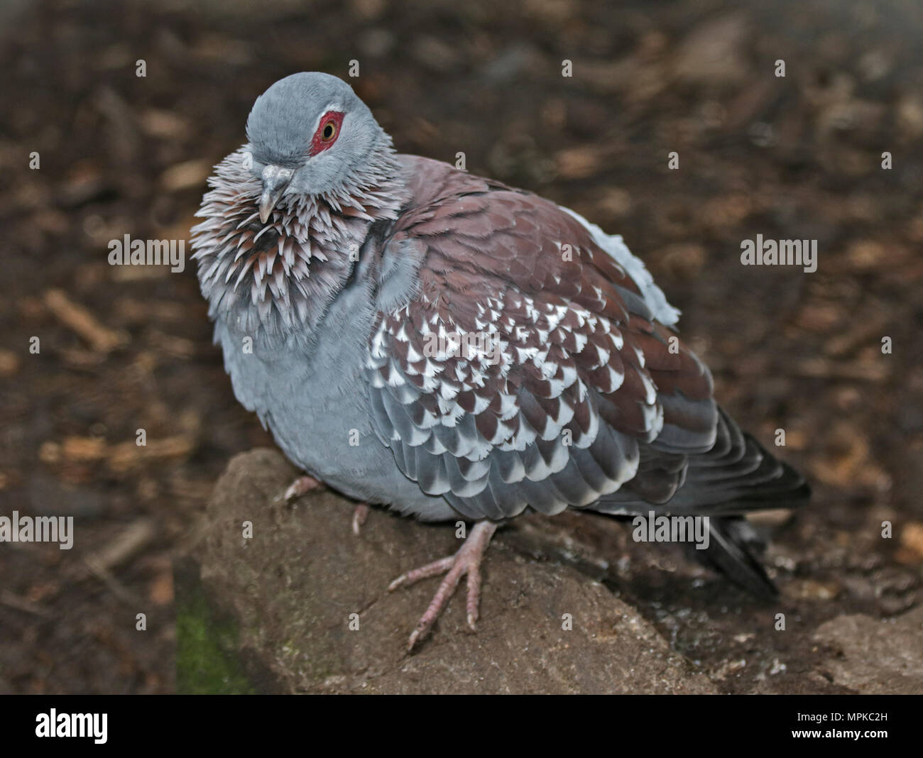 African rock doves hi-res stock photography and images - Alamy