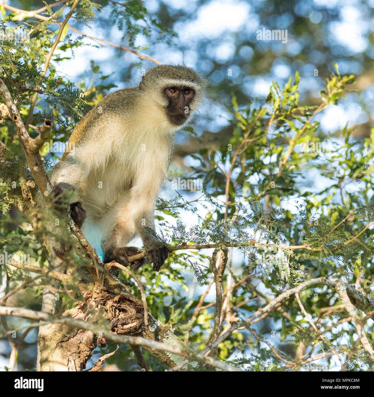 Scrotum hi-res stock photography and images - Alamy