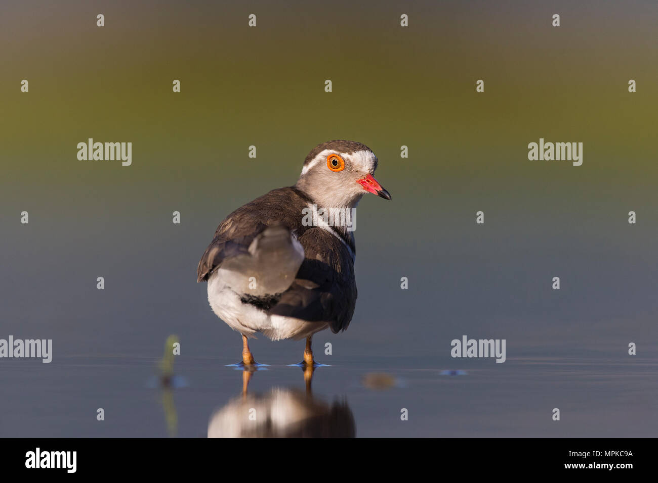 Three banded plover hi-res stock photography and images - Alamy