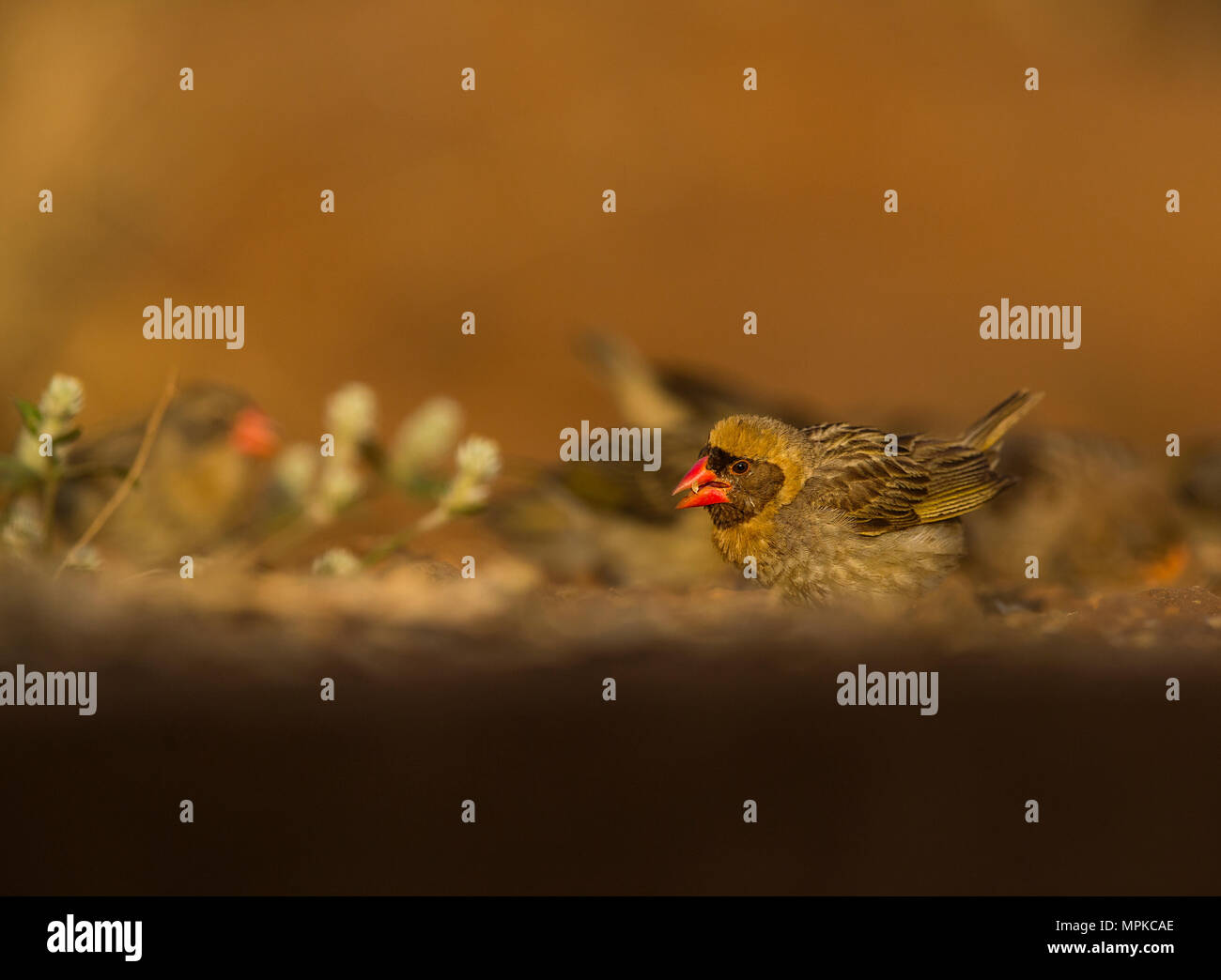 Red-billed Quelea male eating seed Stock Photo - Alamy