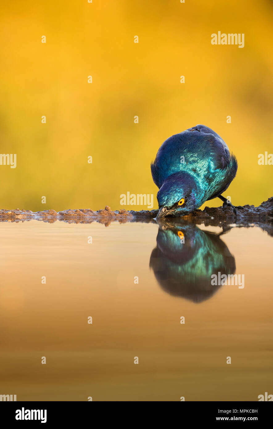 Cape Glossy Starling drink at a reflection pool in Zimanga Private Game ...