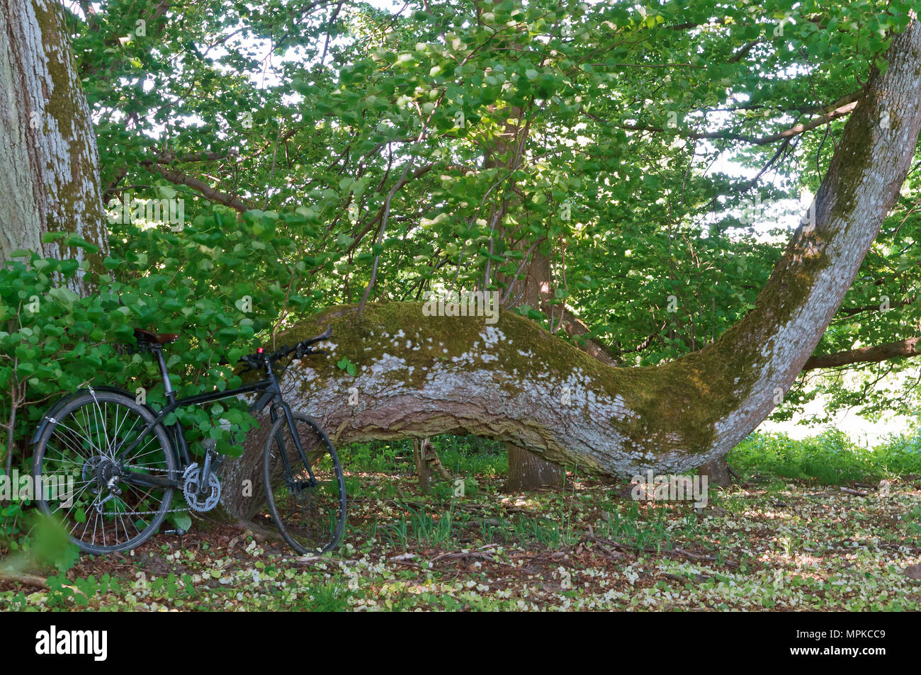 the bike next to the old tree, black bike in the forest, black bike ...