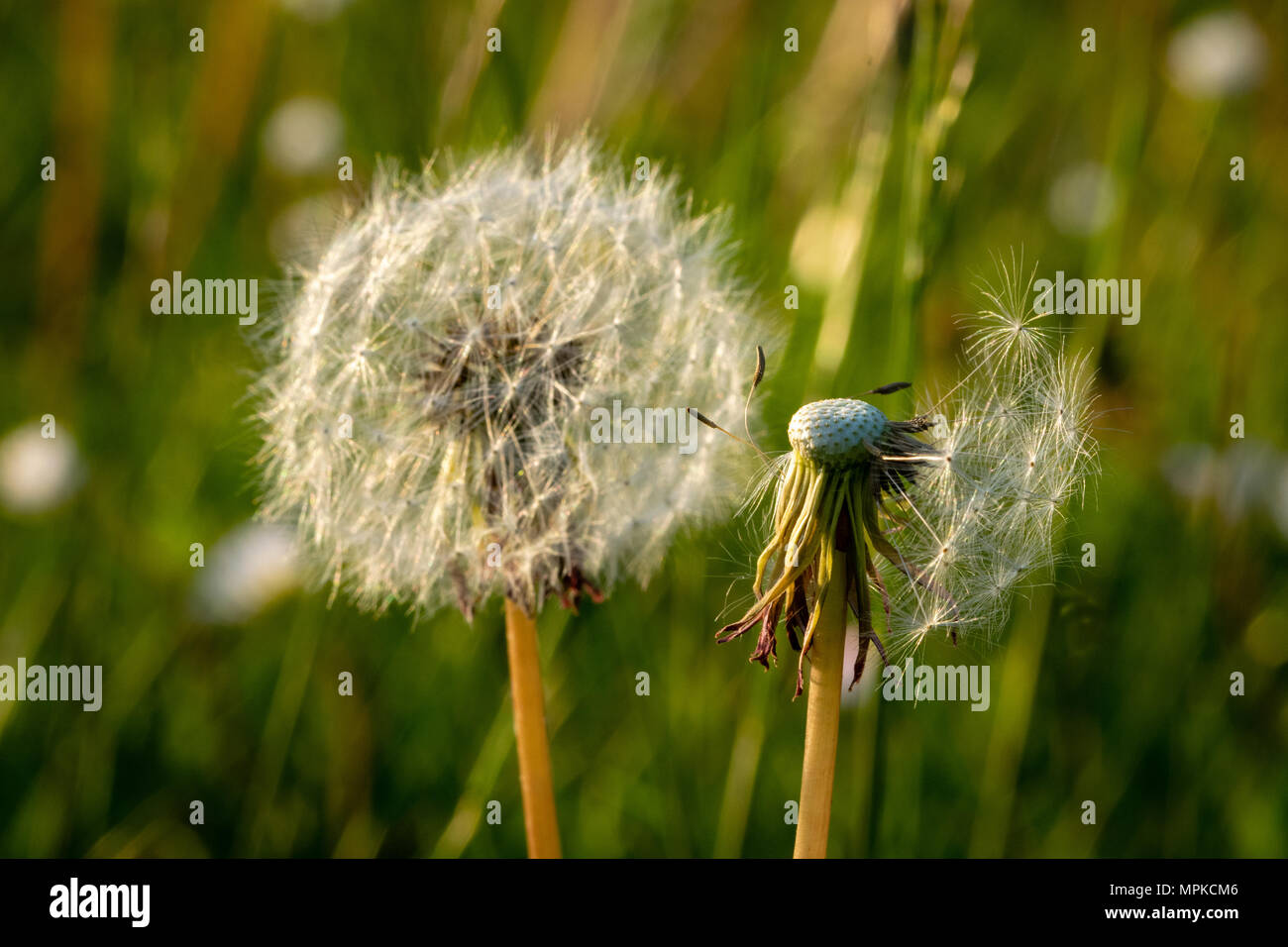 Dandelion clock seed heads with dispersed flowers at sunset Stock Photo ...