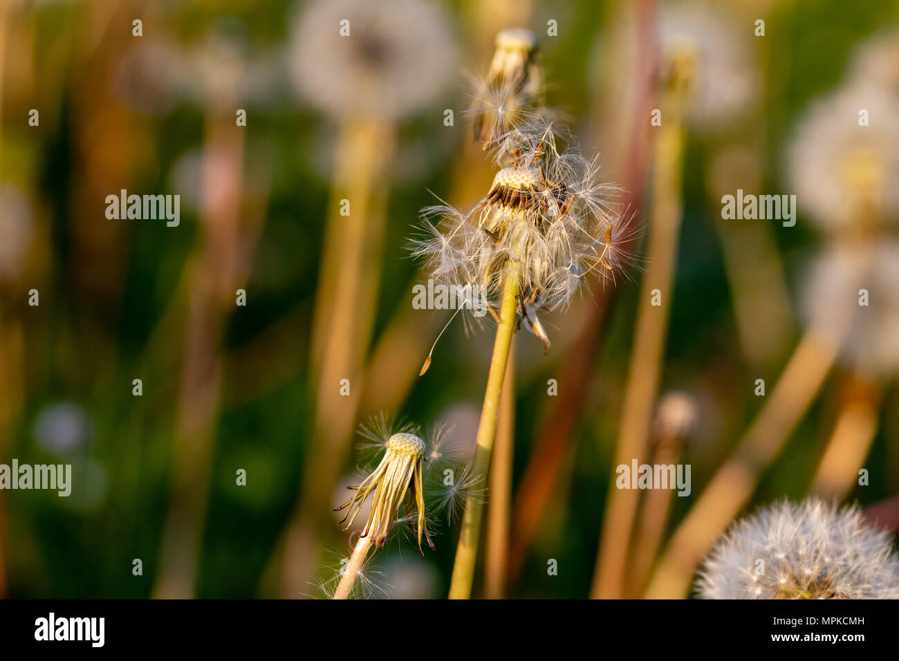 Dandelion clock seed heads with dispersed flowers at sunset Stock Photo ...