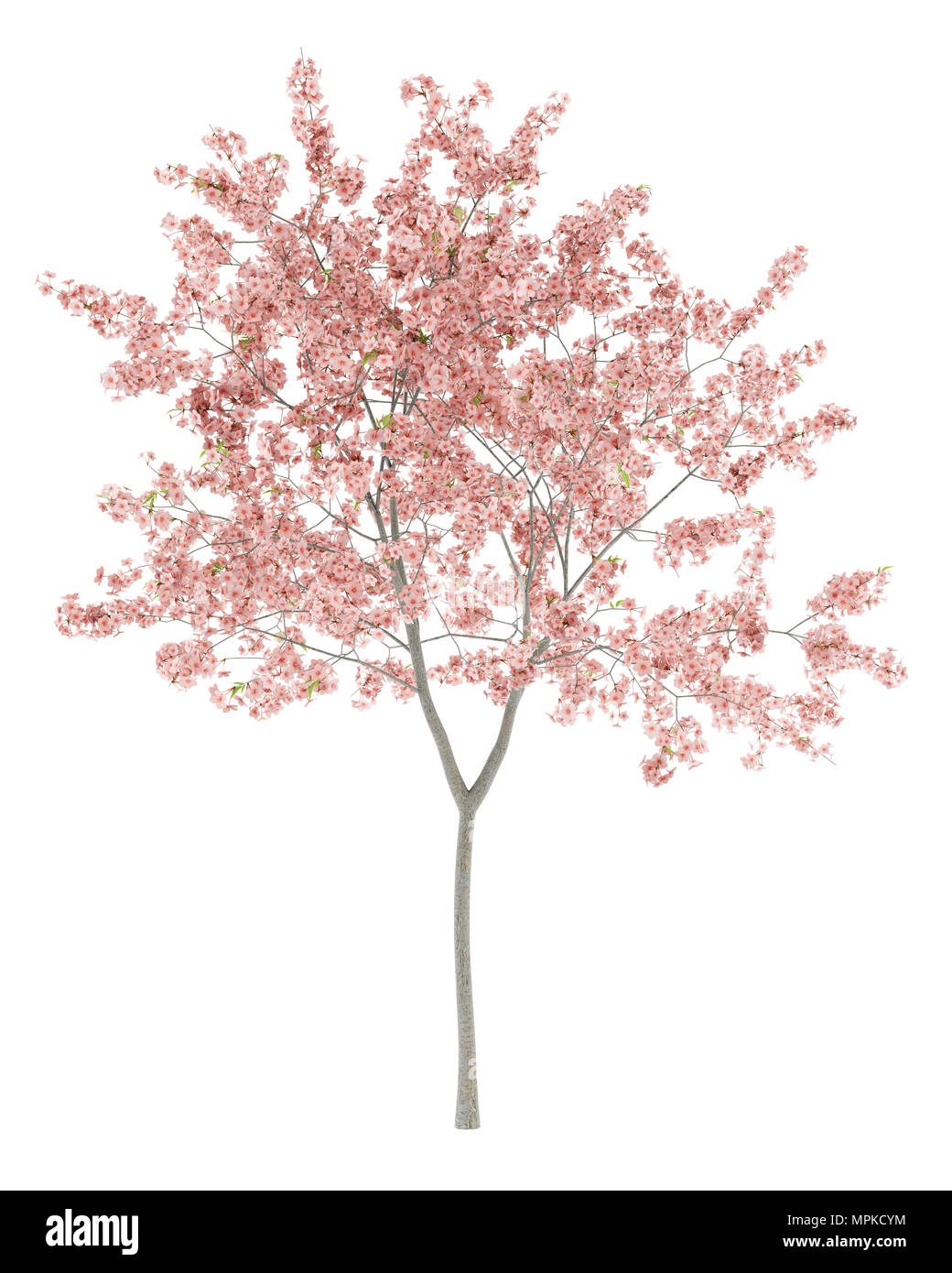 flowering peach tree isolated on white background. 3d illustration ...
