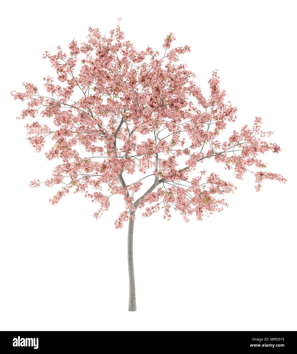 flowering peach tree isolated on white background. 3d illustration ...