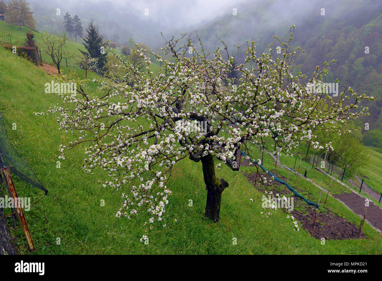 blossoming apple tree on the hillside Stock Photo - Alamy