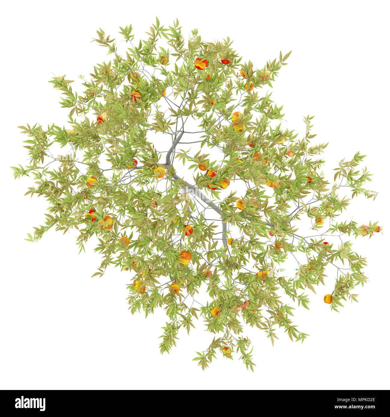 top view of peach tree with peaches isolated on white background. 3d ...