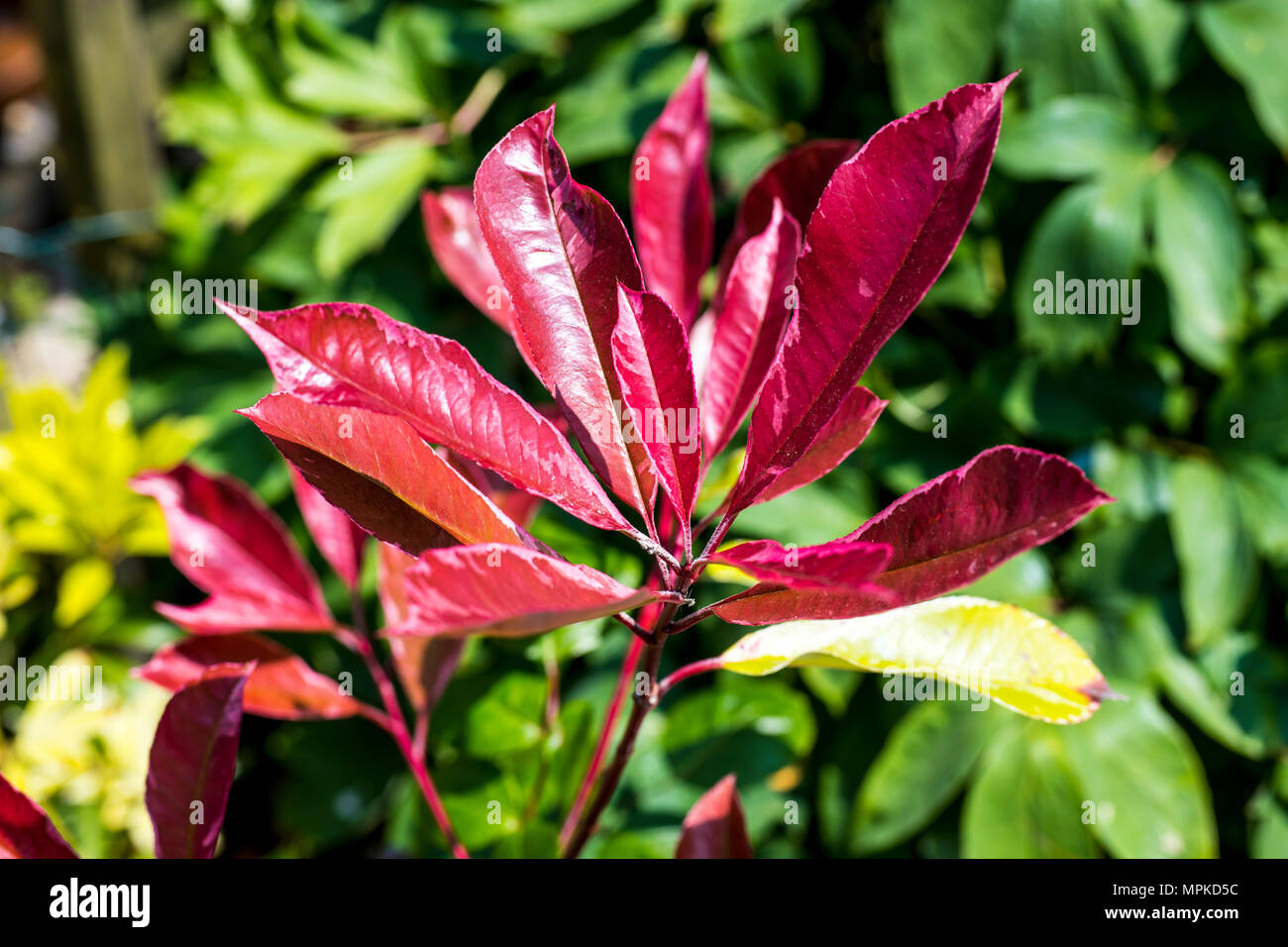 Red photinia leaves hi-res stock photography and images - Alamy