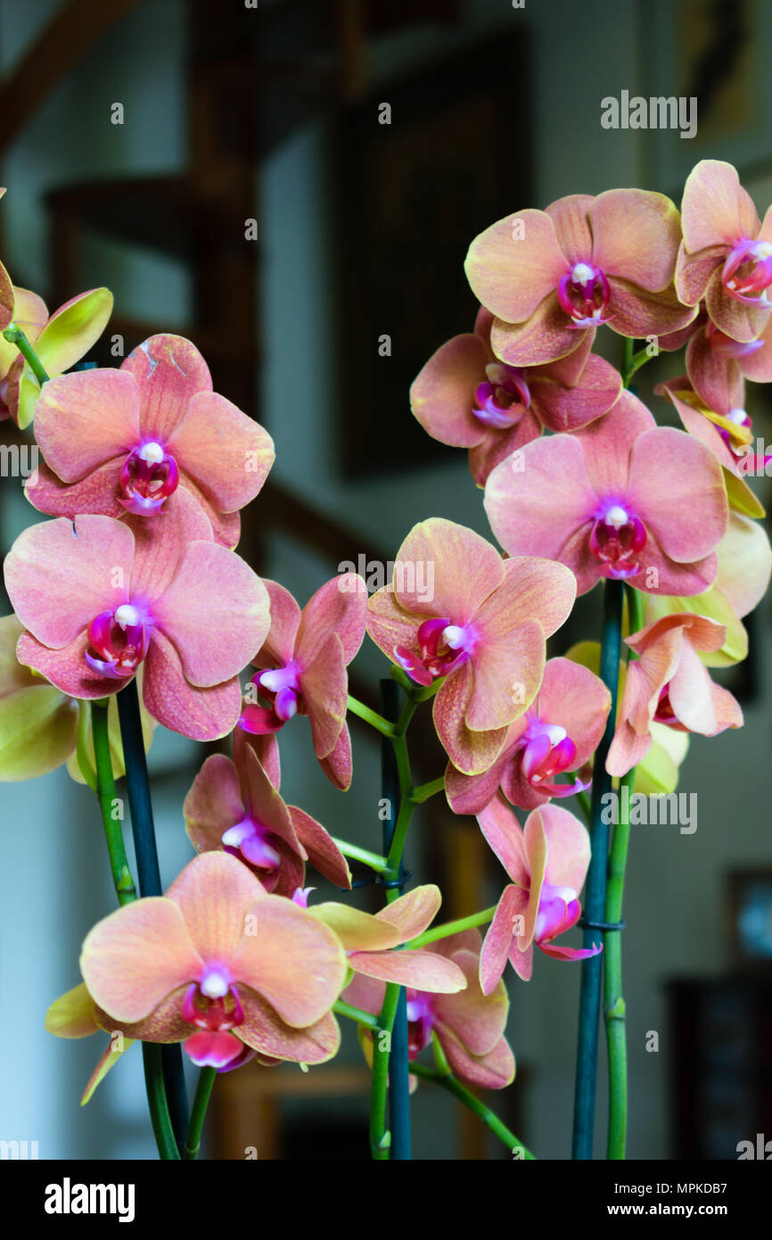 Purple Cymbidium High Resolution Stock Photography and Images - Alamy