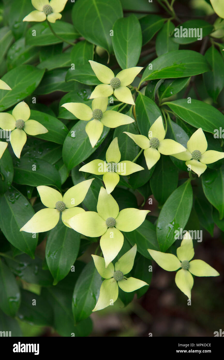 Flowering Empress of China Chinese Evergreen Dogwood Stock Photo - Alamy
