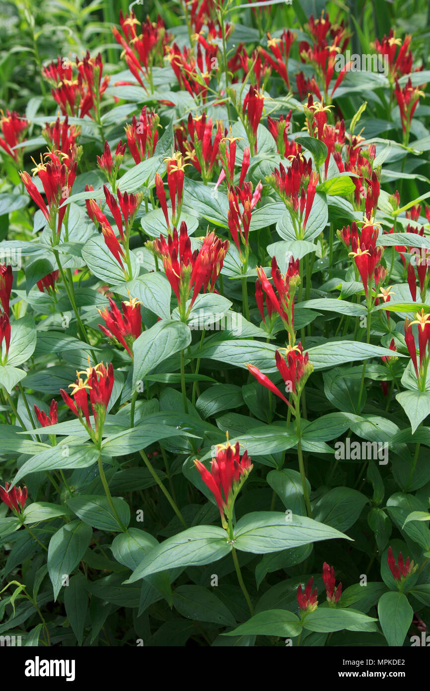 Woodland Pinkroot Spigelia marilandica Stock Photo - Alamy