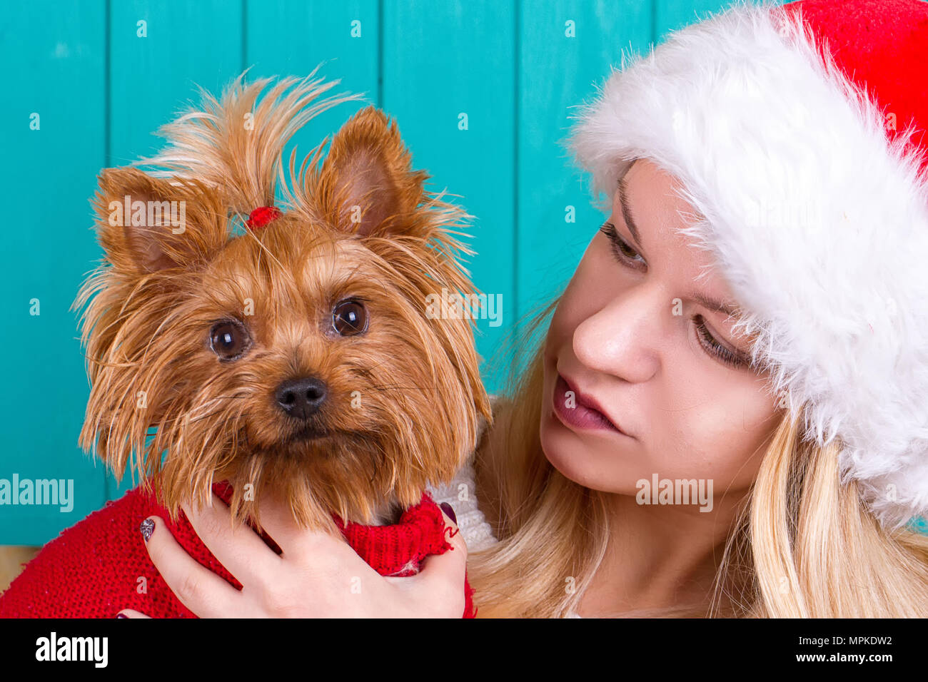 Beautiful girl in santa cap with yorkie dog in red sweater Stock Photo ...