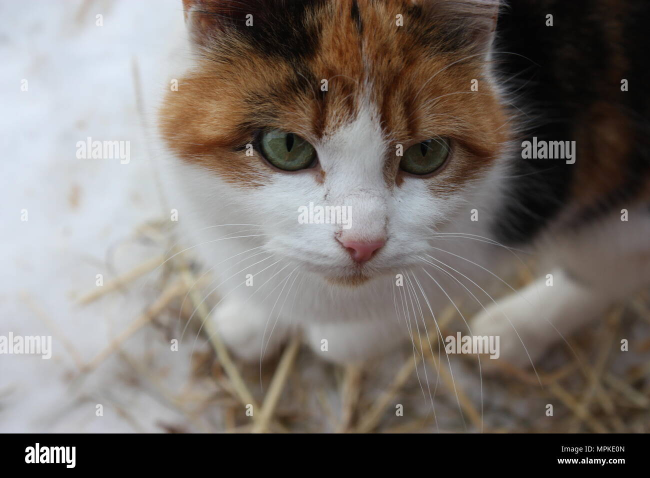 Norwegian Ginger Cat Looking Up Stock Photo - Alamy