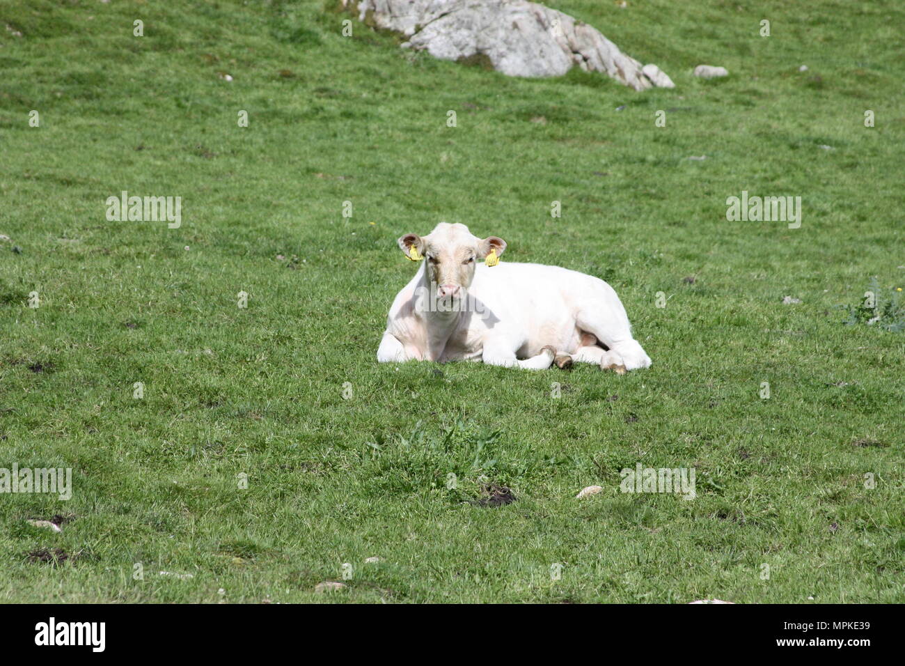 Creamy Cow laying on field making eye contact Stock Photo - Alamy