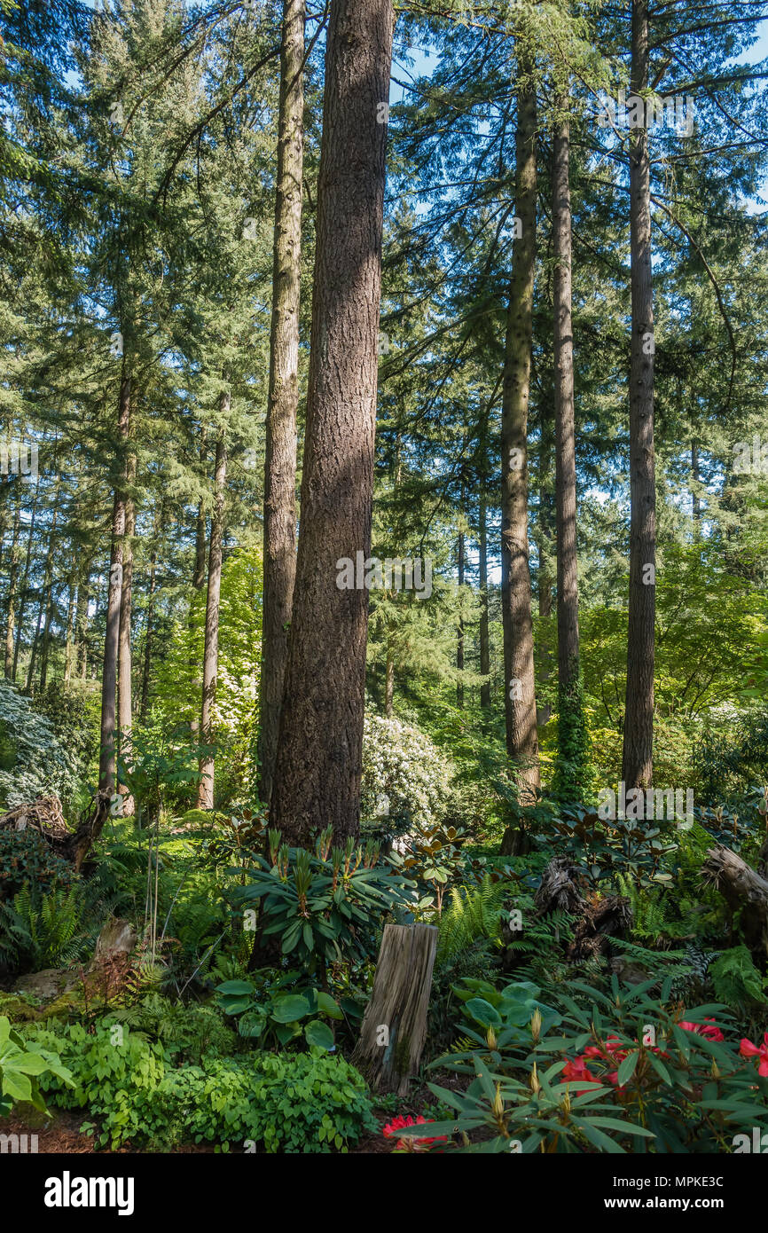 A view of tall evergreen trees in Federal Way, Washington Stock Photo ...