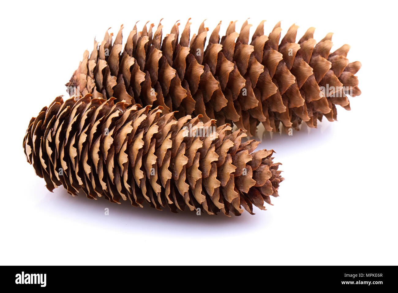 Single pine cone isolated on white background Stock Photo - Alamy
